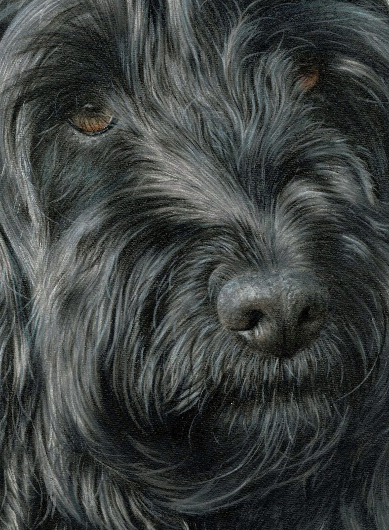 Drawing Curly Fur in Colour Pencil – Zara's Pet Portraits and Wildlife Art