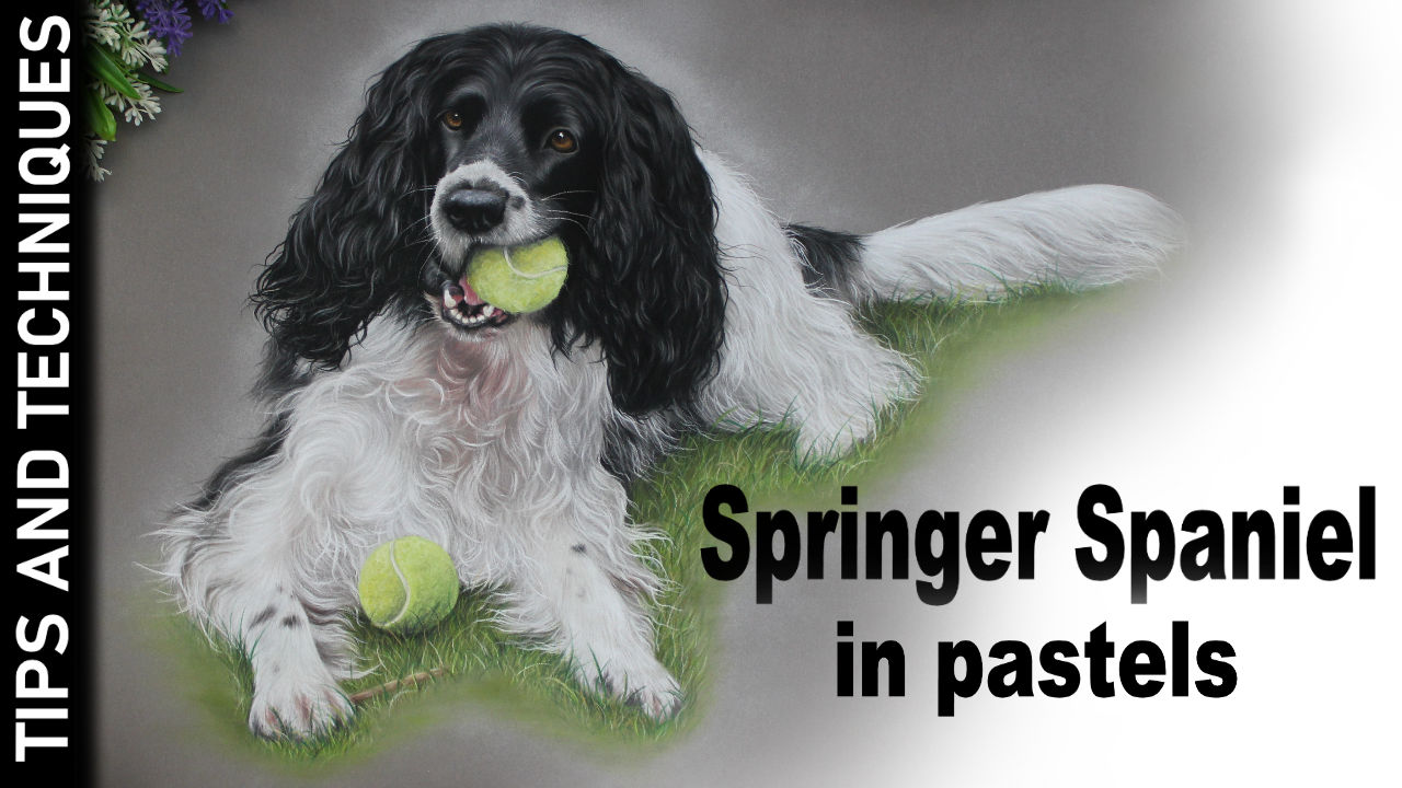 How to draw a Springer Spaniel in pastels – Zara's Pet Portraits and ...